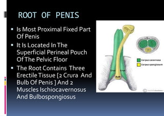 HPE GROSSING OF PENECTOMY | PPTX