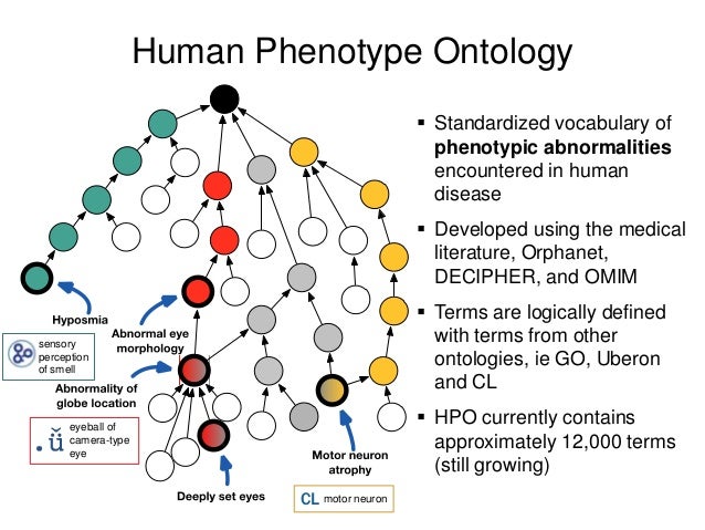 Enhancing the Human Phenotype Ontology for Use by the Layperson
