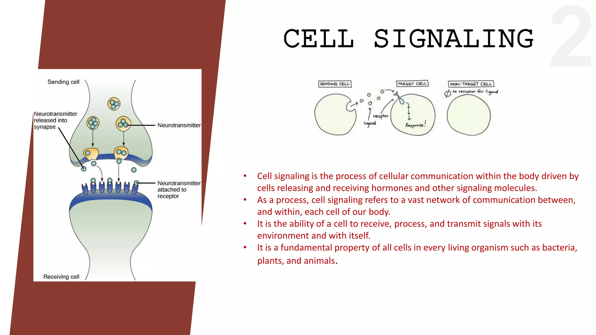 cell signalling | PPTX