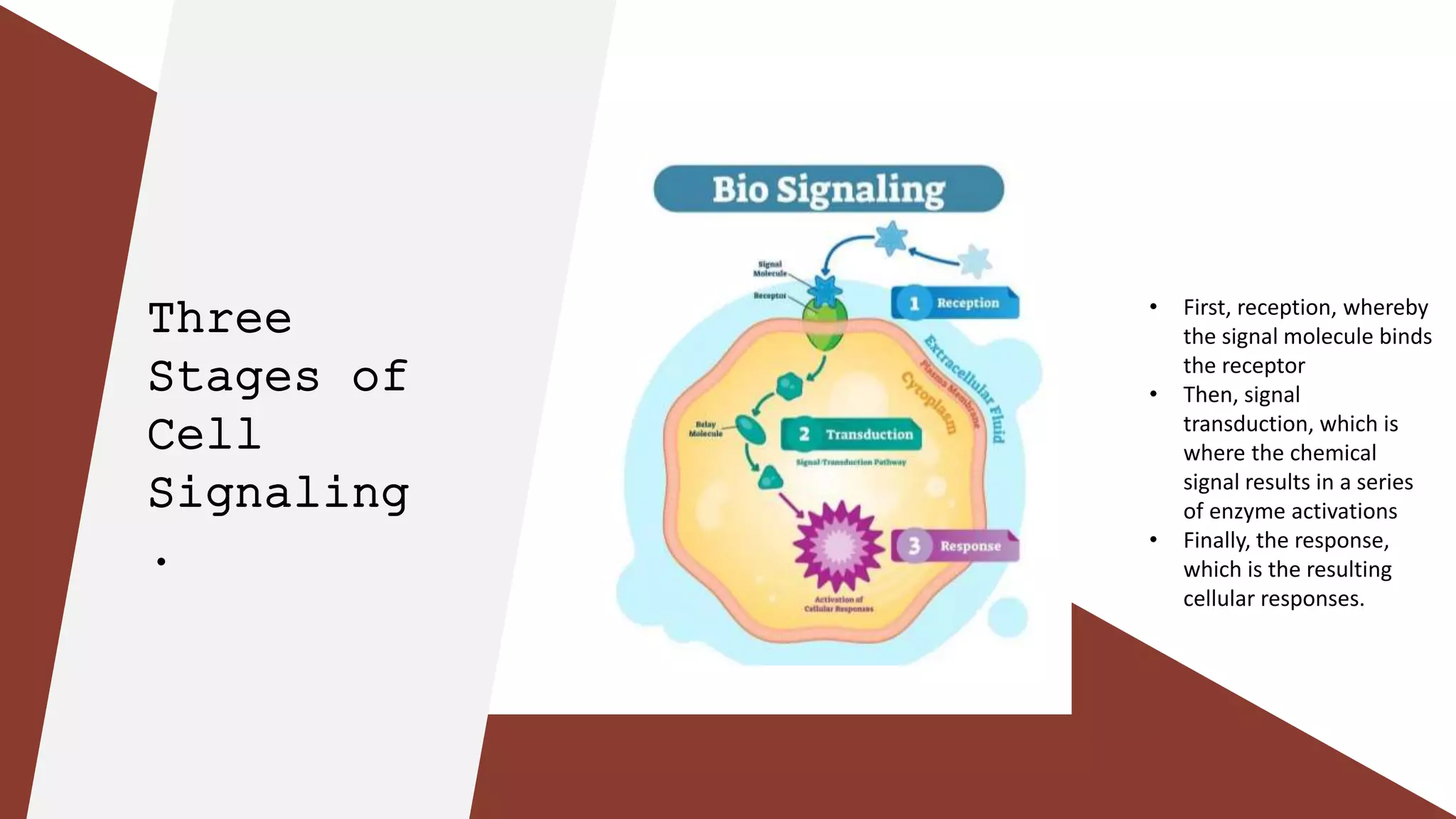 cell signalling | PPTX