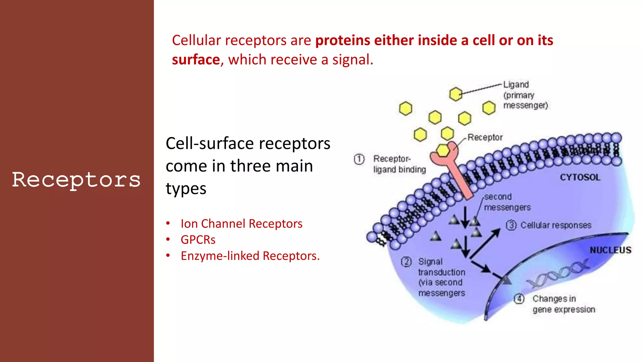 cell signalling | PPT