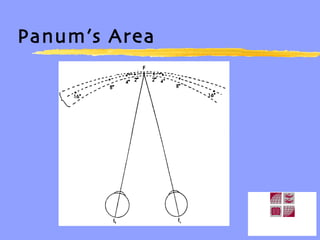 Binocular vision | PPT