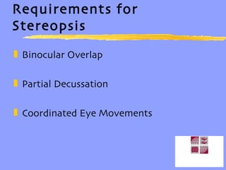 Binocular vision | PPT