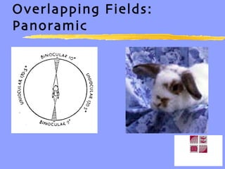 Binocular vision | PPT