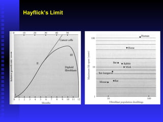 Aging Theories | PPT