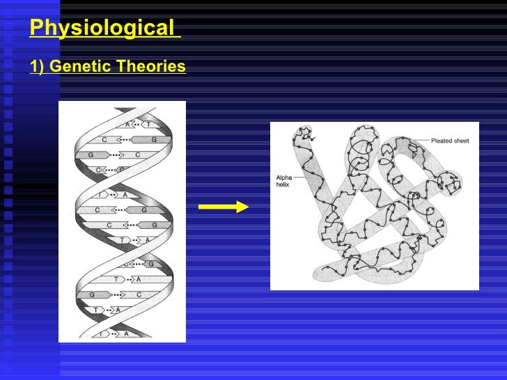Aging Theories