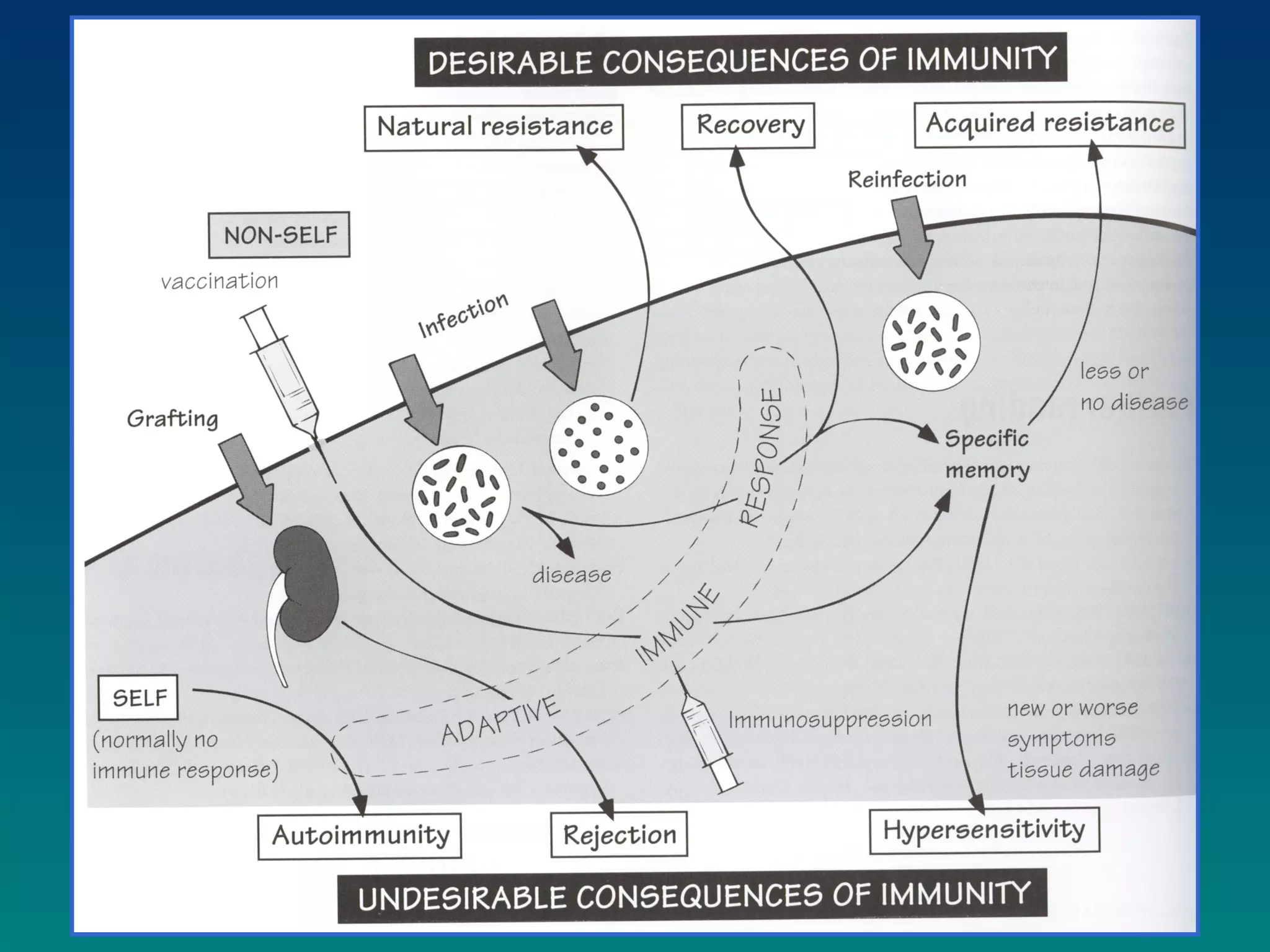 Basic Immunology | PPT