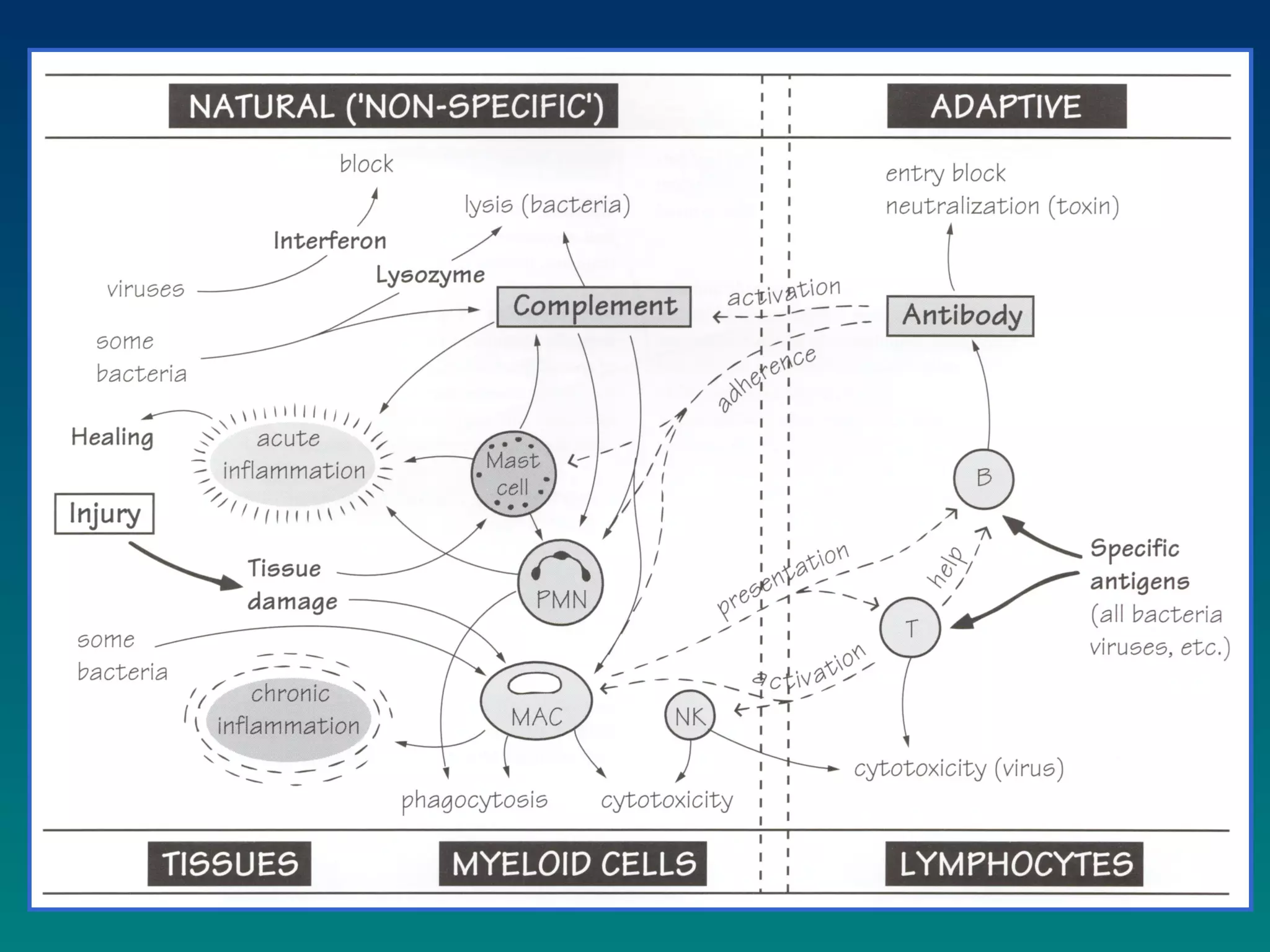 Basic Immunology | PPT