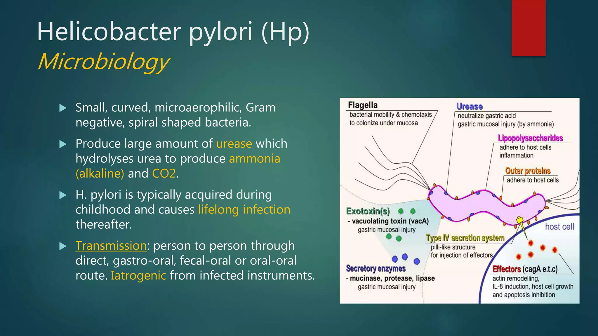 Helicobacter pylori associated Peptic ulcer disease | PPT