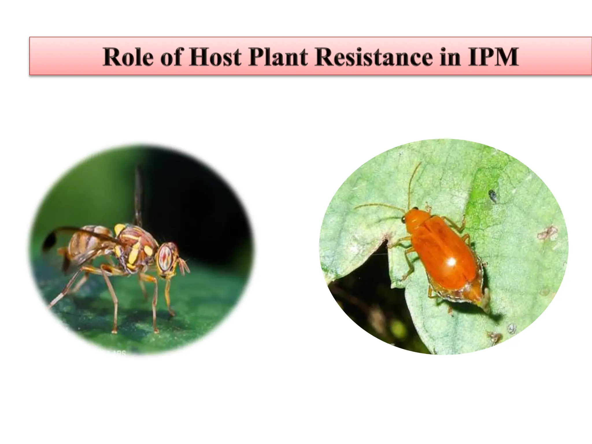 Host plant resistance mechanisms gene resistance to plant pathogen ...