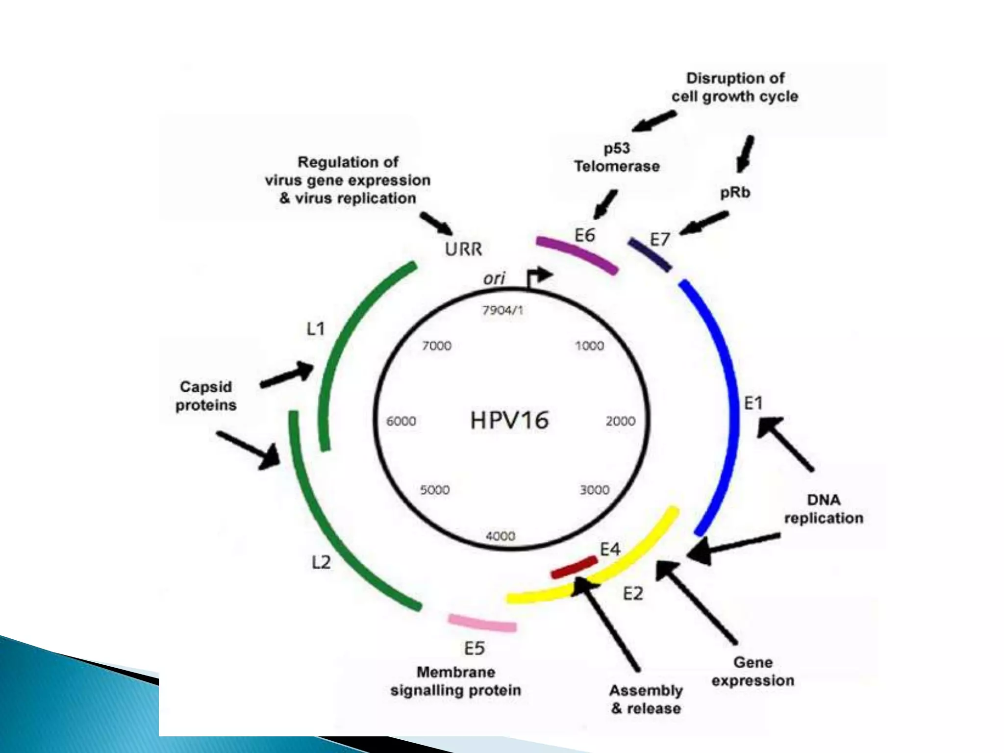 Hpv | PPTX