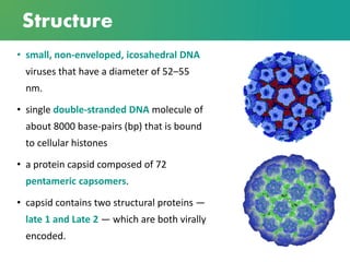 Hpv Virus Cell Structure