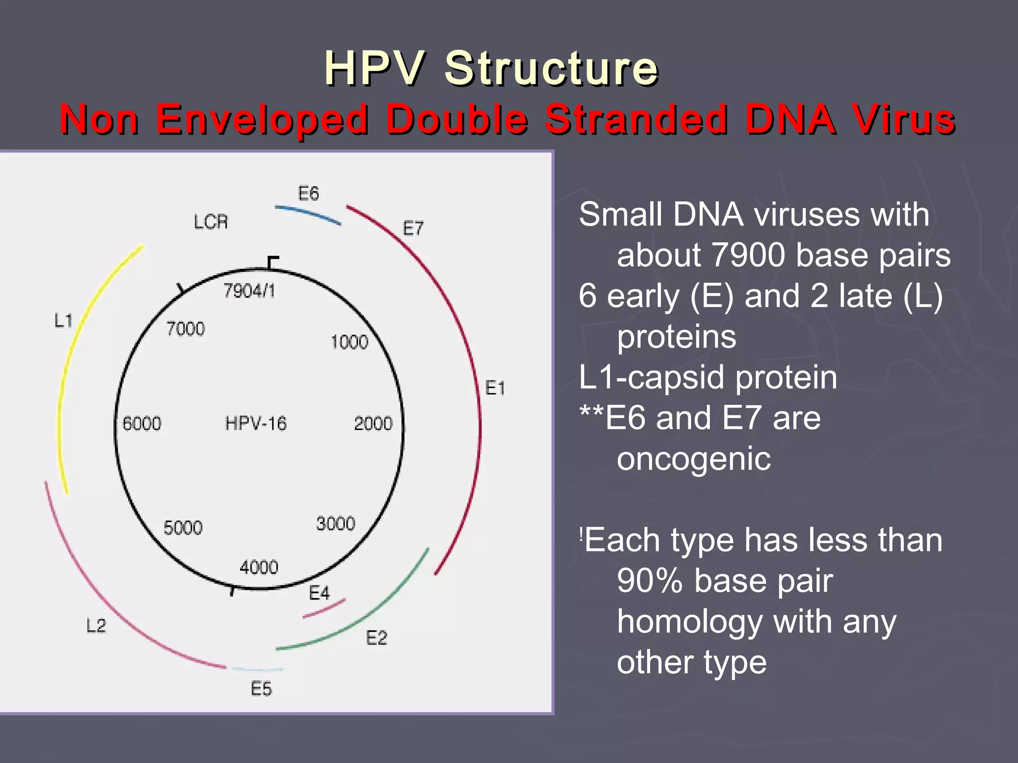 H P V | PPT