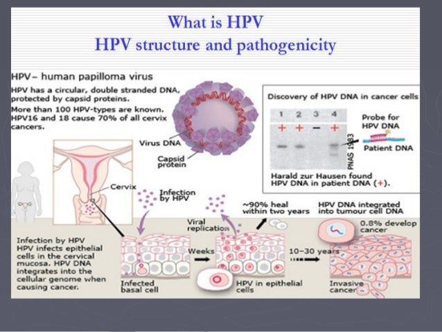 Hpv Virus Cell Structure