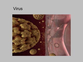 Hpv2 | PPTX