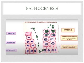 Human Papilloma Virus AND CERVICAL CANCER.pptx