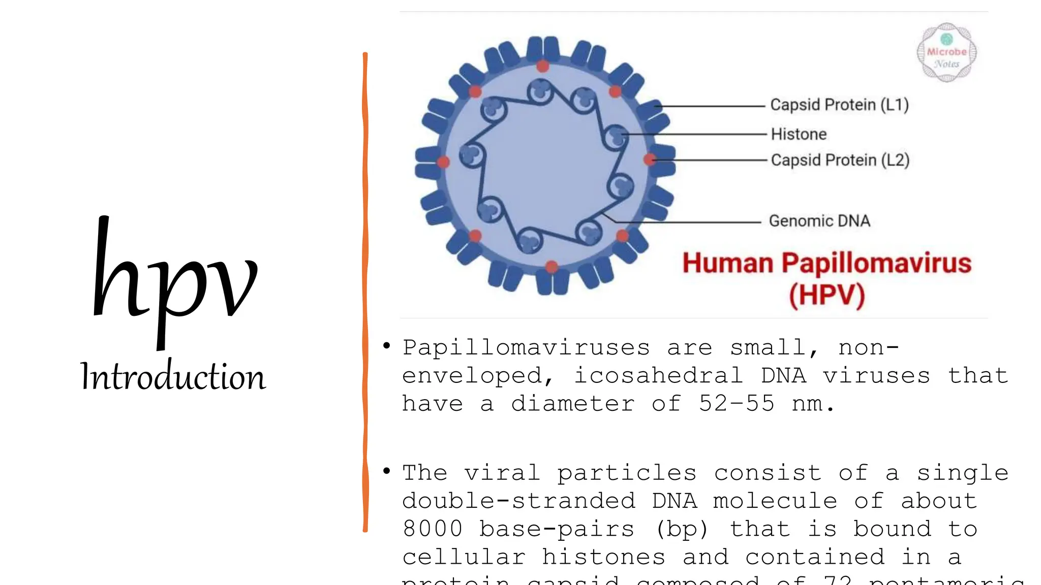 Understanding HPV: A Comprehensive Overview.pptx