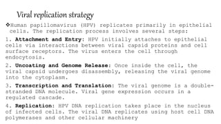 Understanding HPV: A Comprehensive Overview.pptx