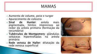 Aula 2 -__fisiologia_da_gestacao__semanas_gestacionais | PPTX