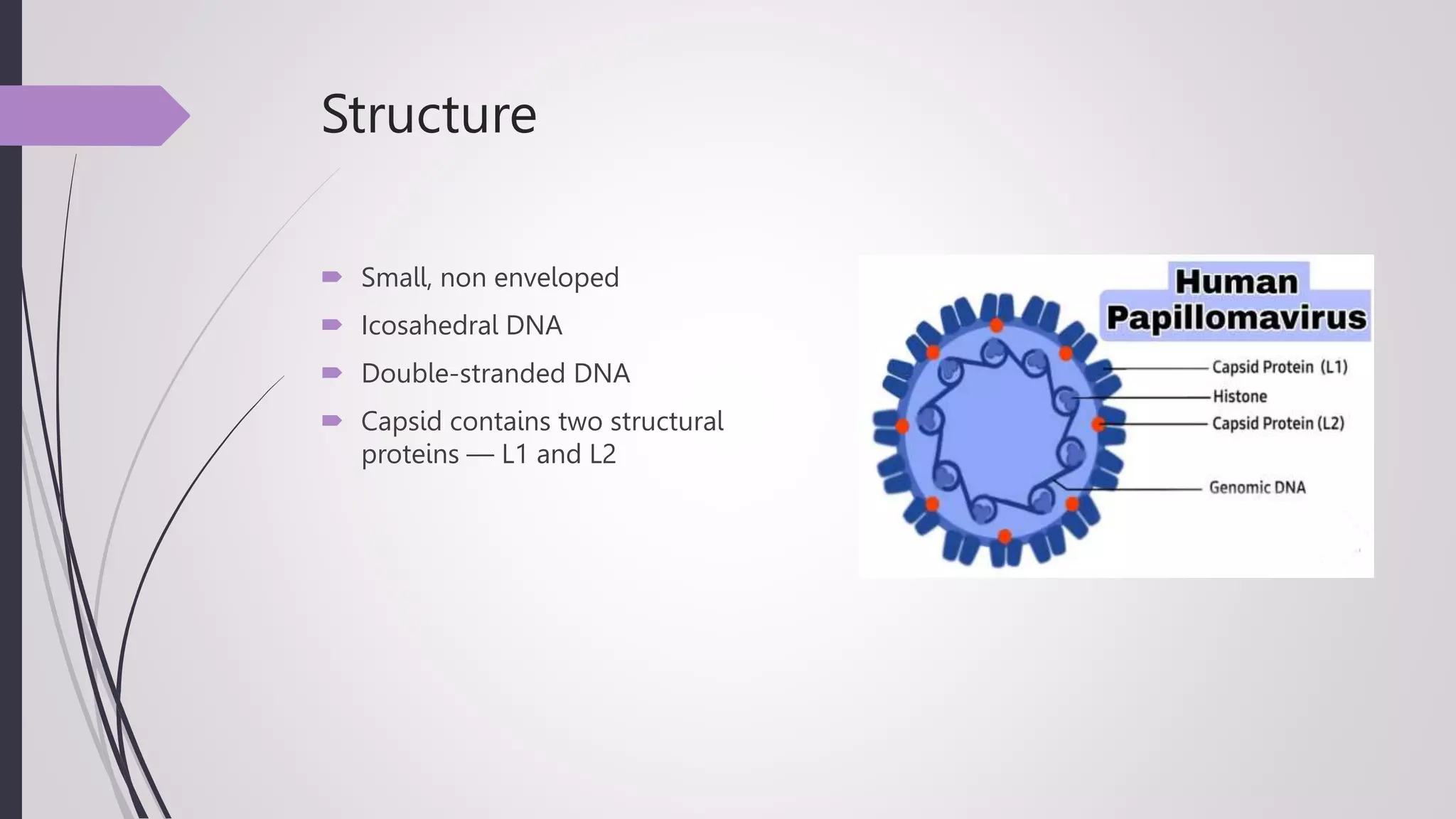 HPV virus.pptx