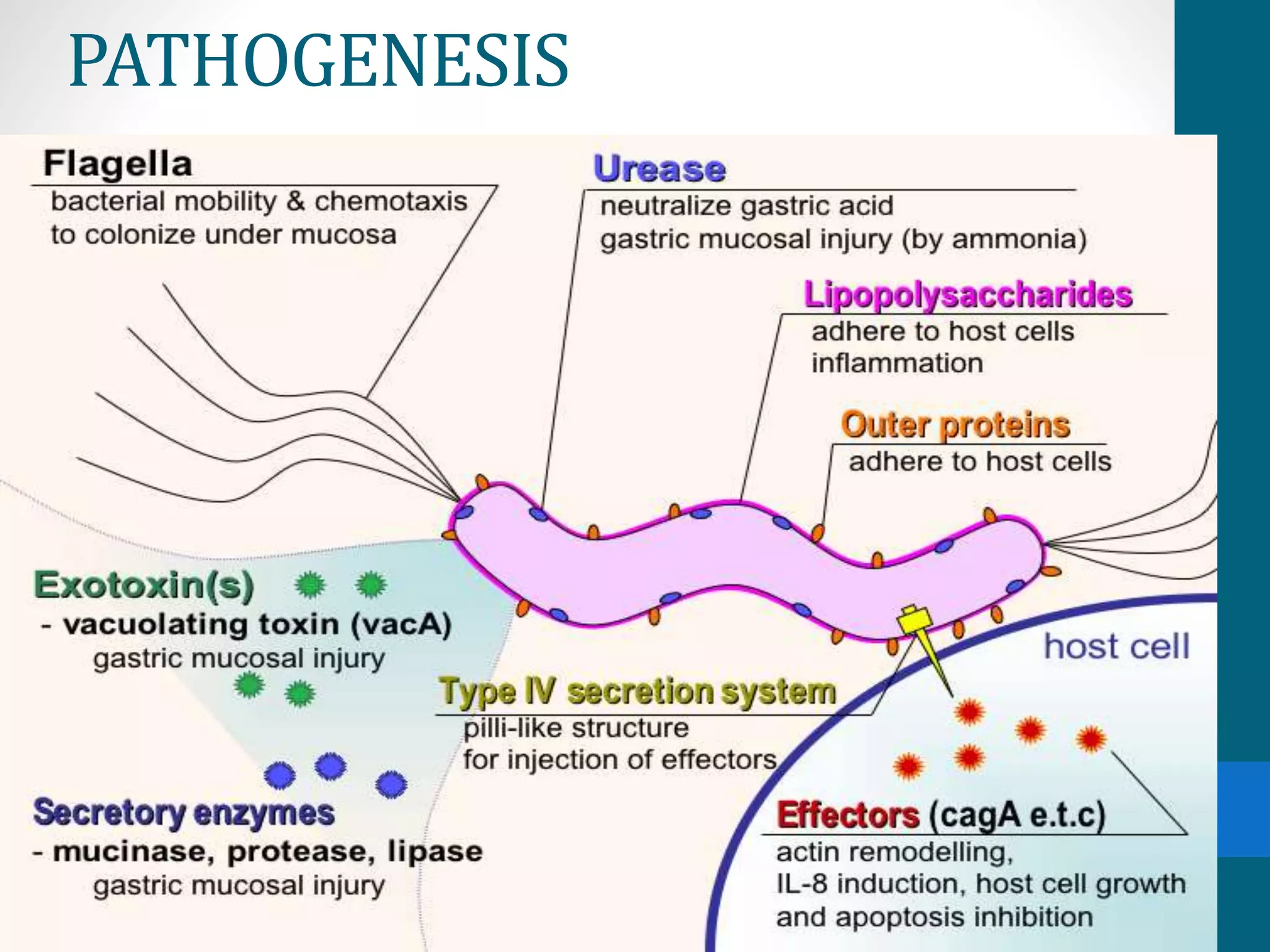 Helicobacter pylori infections | PPTX