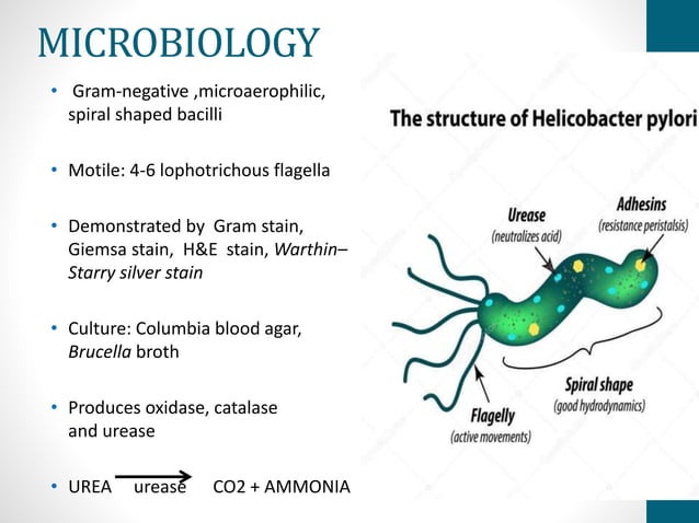 Helicobacter pylori infections | PPTX