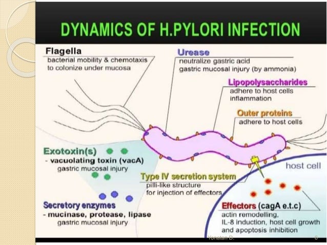 H pylori lab diagnosis.pptx