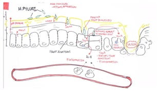 h pylori pathogenesis and introduction final.pptx