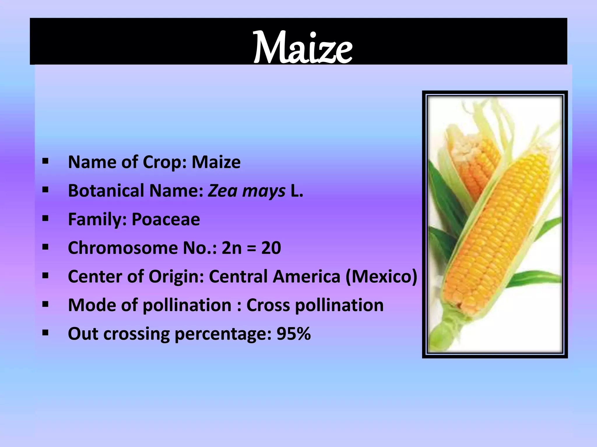 High Quality Protein Maize | PPTX
