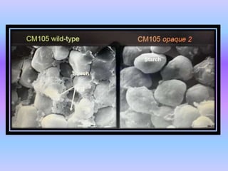 High Quality Protein Maize | PPTX