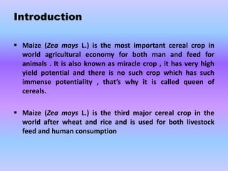 High Quality Protein Maize | PPTX