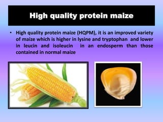 High Quality Protein Maize | PPTX