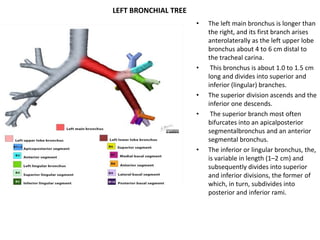 Anatomy of lungs 3DR NIKUNJ R SHEKHADA (MBBS,MS GEN SURG DNB CTS SR) | PPTX