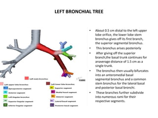 Anatomy of lungs 3DR NIKUNJ R SHEKHADA (MBBS,MS GEN SURG DNB CTS SR) | PPTX