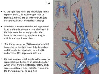 Anatomy of lungs 3DR NIKUNJ R SHEKHADA (MBBS,MS GEN SURG DNB CTS SR) | PPTX