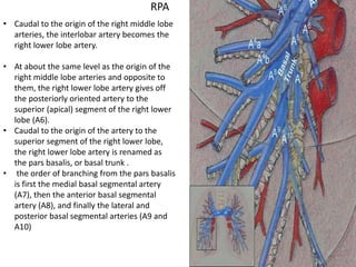 Anatomy of lungs 3DR NIKUNJ R SHEKHADA (MBBS,MS GEN SURG DNB CTS SR) | PPTX