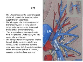 Anatomy of lungs 3DR NIKUNJ R SHEKHADA (MBBS,MS GEN SURG DNB CTS SR) | PPTX