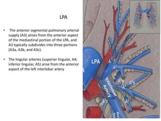 Anatomy of lungs 3DR NIKUNJ R SHEKHADA (MBBS,MS GEN SURG DNB CTS SR) | PPTX