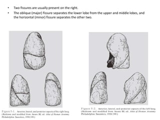 Anatomy of lungs 3DR NIKUNJ R SHEKHADA (MBBS,MS GEN SURG DNB CTS SR) | PPT