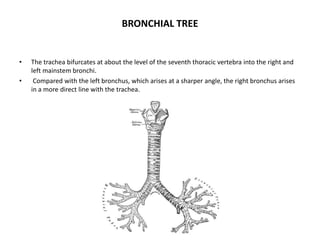 Anatomy of lungs 3DR NIKUNJ R SHEKHADA (MBBS,MS GEN SURG DNB CTS SR) | PPTX