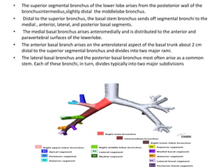Anatomy of lungs 3DR NIKUNJ R SHEKHADA (MBBS,MS GEN SURG DNB CTS SR) | PPTX