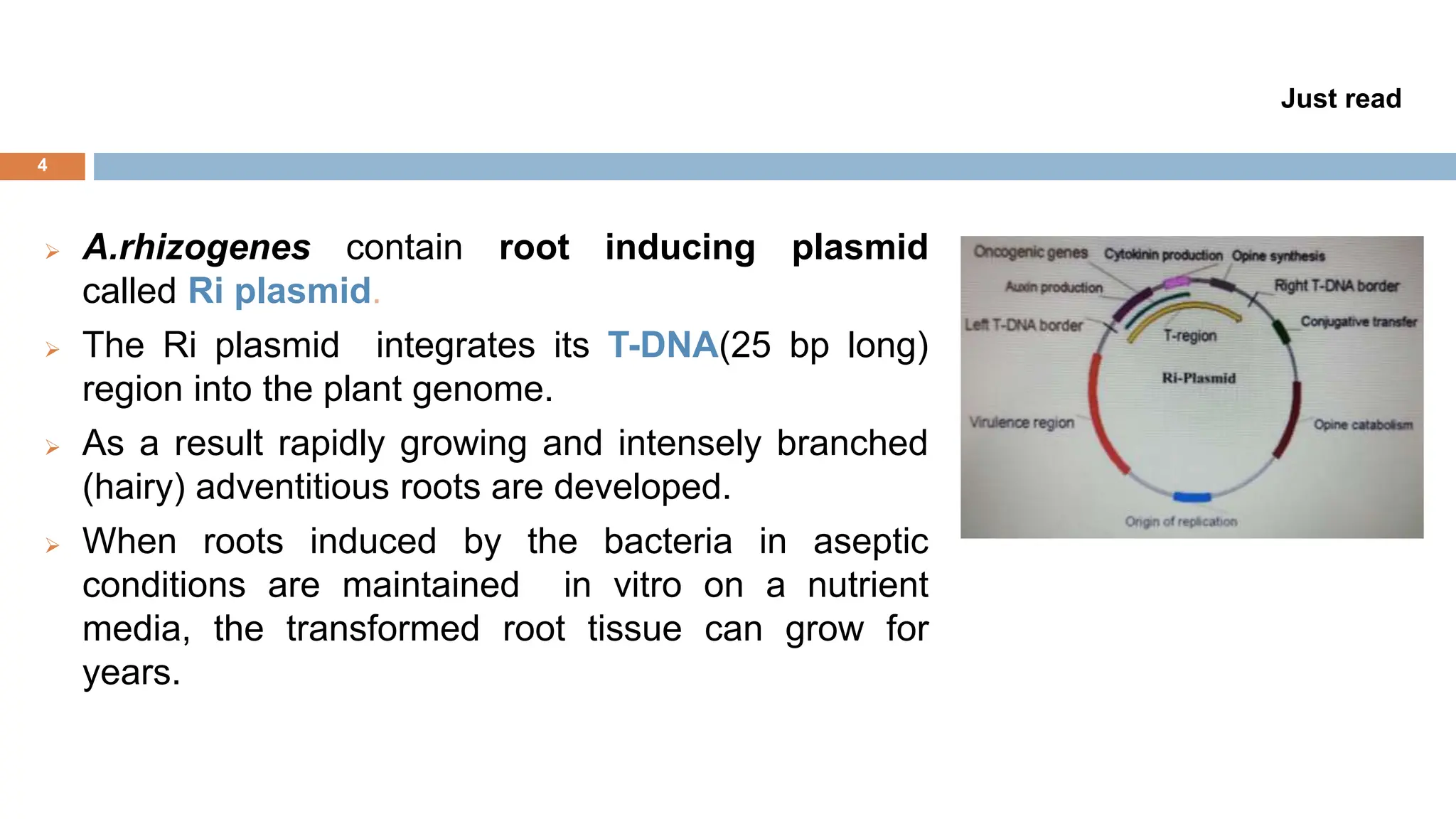 hairy root culture: method, merits, demerits, applications | PPTX