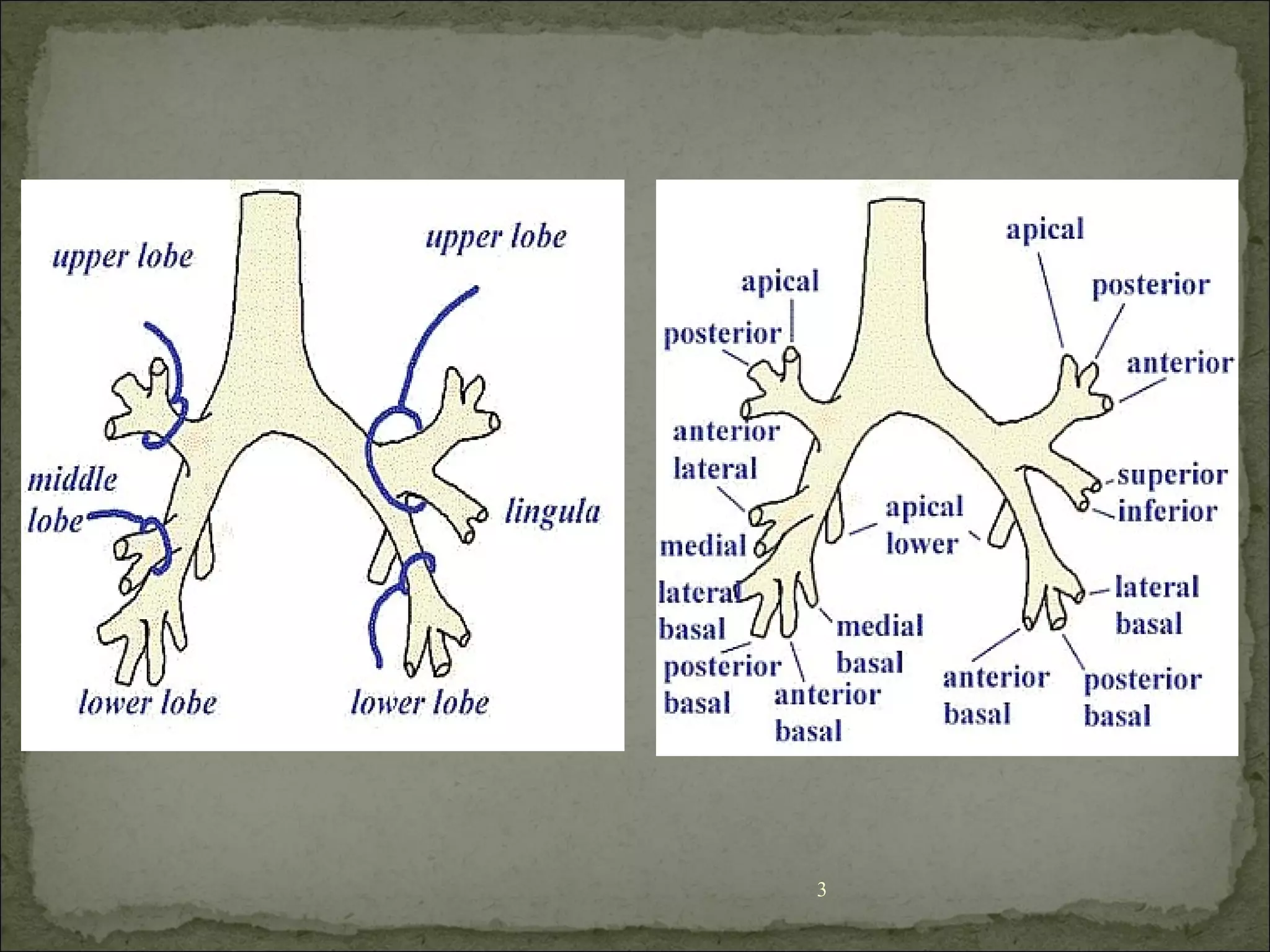 Hrct anatomy | PPT | Lung and Respiratory Health | Diseases and Conditions