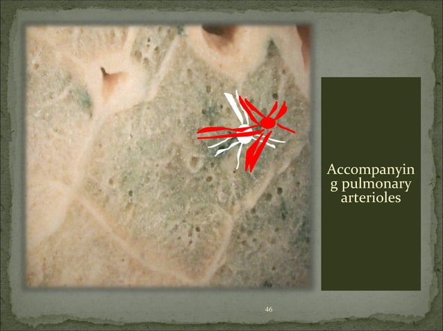 Hrct anatomy | PPT | Lung and Respiratory Health | Diseases and Conditions