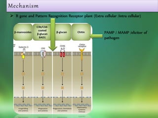 Hypersensitive Reaction in plant and their mechanism | PPTX