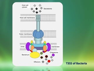 Hypersensitive Reaction in plant and their mechanism | PPT