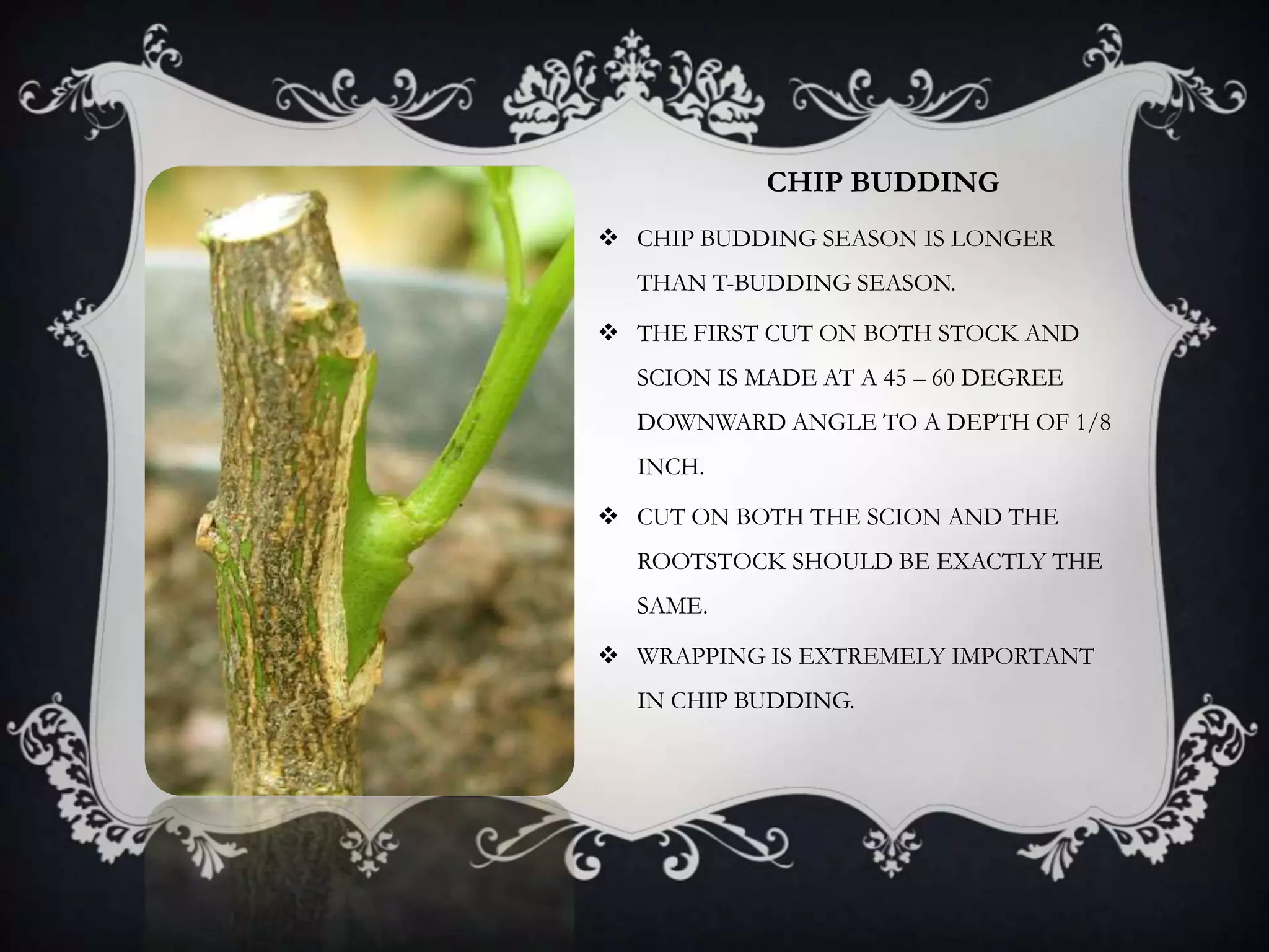 TYPES OF BUDDING | PPTX