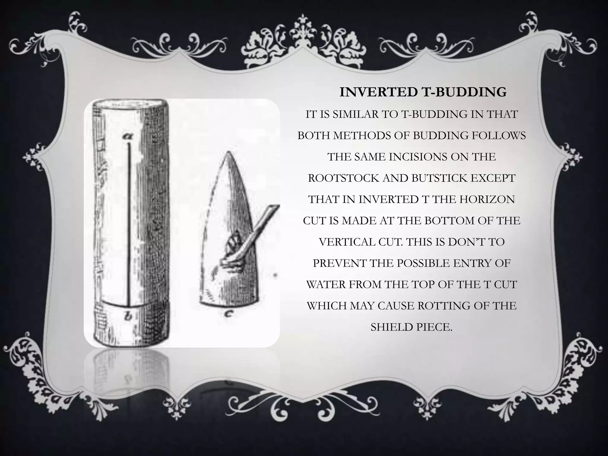 TYPES OF BUDDING | PPTX