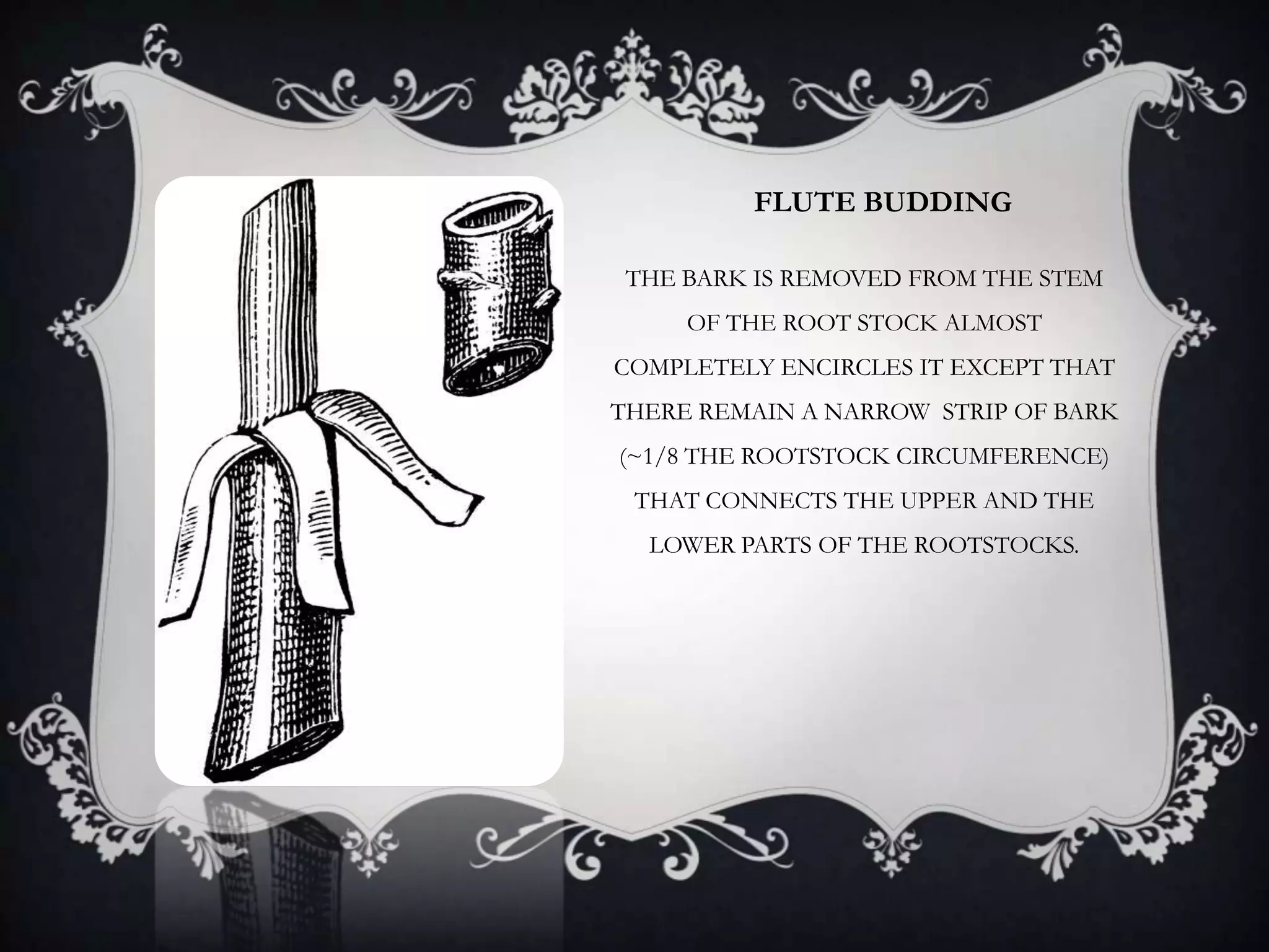 TYPES OF BUDDING | PPTX