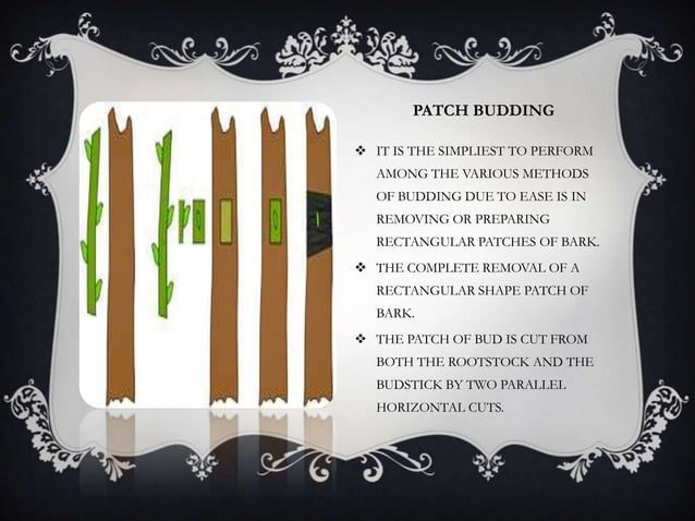 TYPES OF BUDDING | PPTX